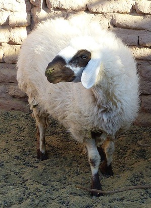 Iranian sheep | Home