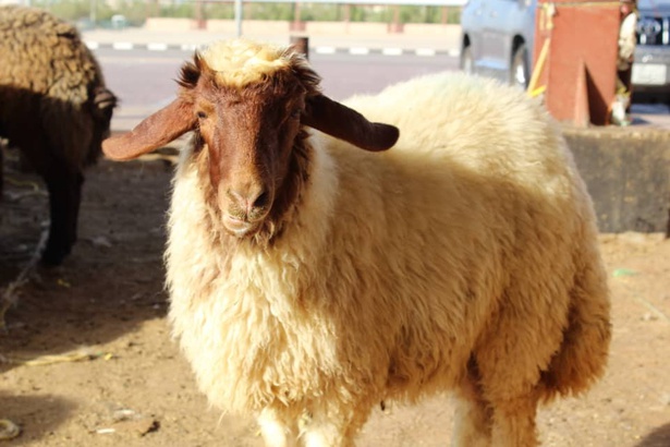 Iranian sheep | Home